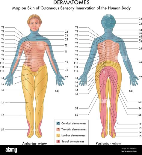 Dermatomes Anatomy And Dermatome Map Kenhub 49 OFF