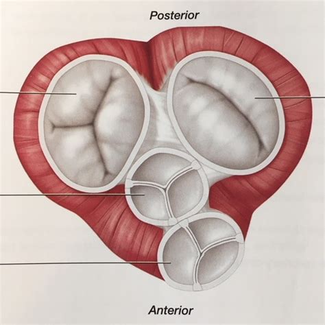 Cardiovascular Lab Heart Transverse Diagram Quizlet