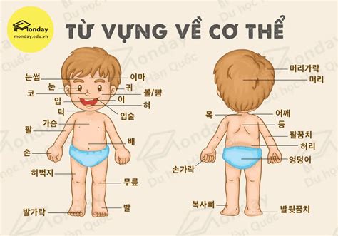 Hình Bộ Phận Cơ Thể Người Khám Phá Chi Tiết Từng Cơ Quan Quan Trọng