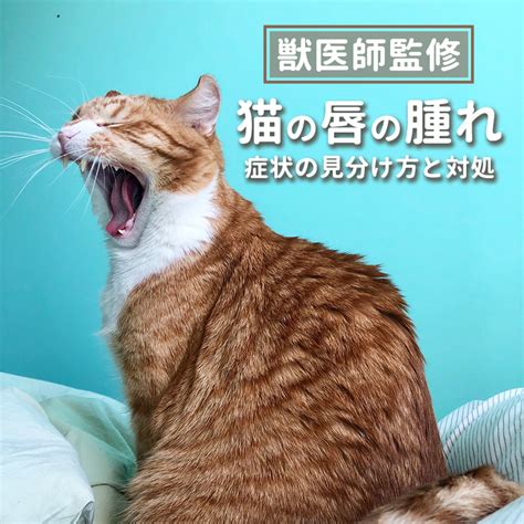 獣医師監修猫の唇が腫れている心配な症状の見分け方と対処について