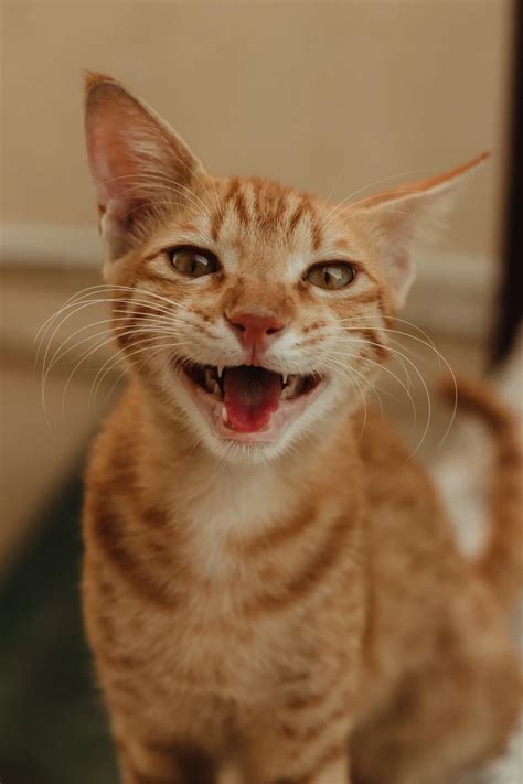 Fotos de gatos 100 Imágenes para Robarte el Corazón Blog del Fotógrafo