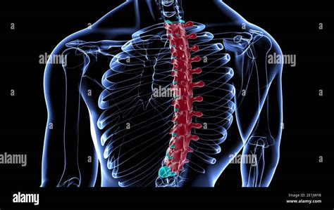 Squelette humain colonne vertébrale vertèbre thoracique Anatomie 3D