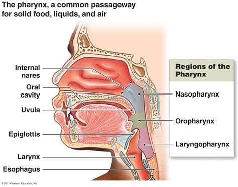 Oral Cavity Diagram Quizlet