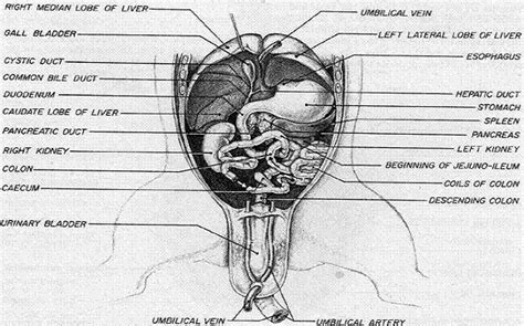 Fetal Pig Image006 650406 Anatomy Faculty And Staff Dissection