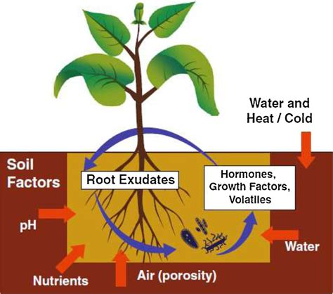 Soil Life Cycle