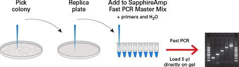 colony pcr protocol complete in under an hour