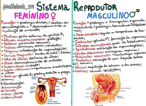 Mapa Mental Sistema Reprodutor Feminino E Masculino FDPLEARN