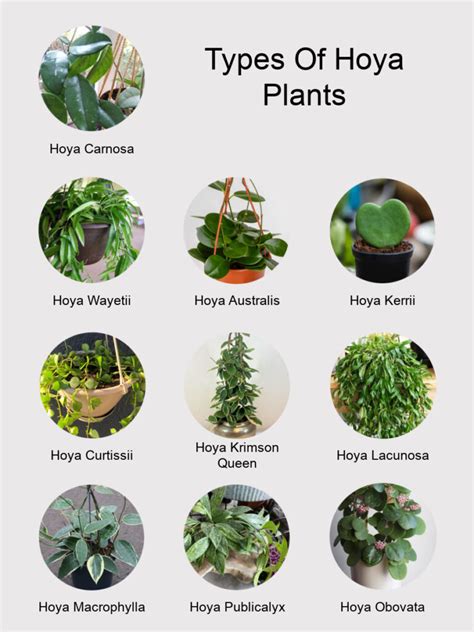 Types Of Hoya Plant Varieties To Grow Indoors