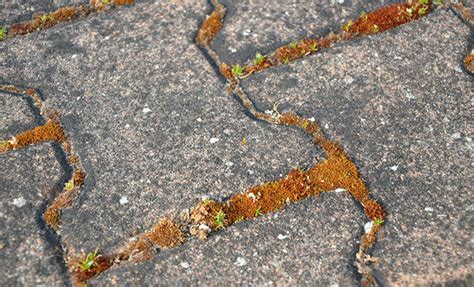 Comment Traiter Sa Terrasse Contre Les Mousses