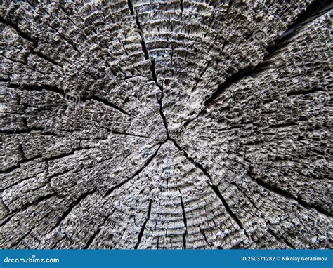 Cross Section Of Tree Trunk Showing Growth Rings Stock Photo Image Of