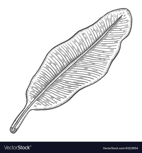 Banana Tropical Leaf Plant Isolated Doodle Hand Vector Image
