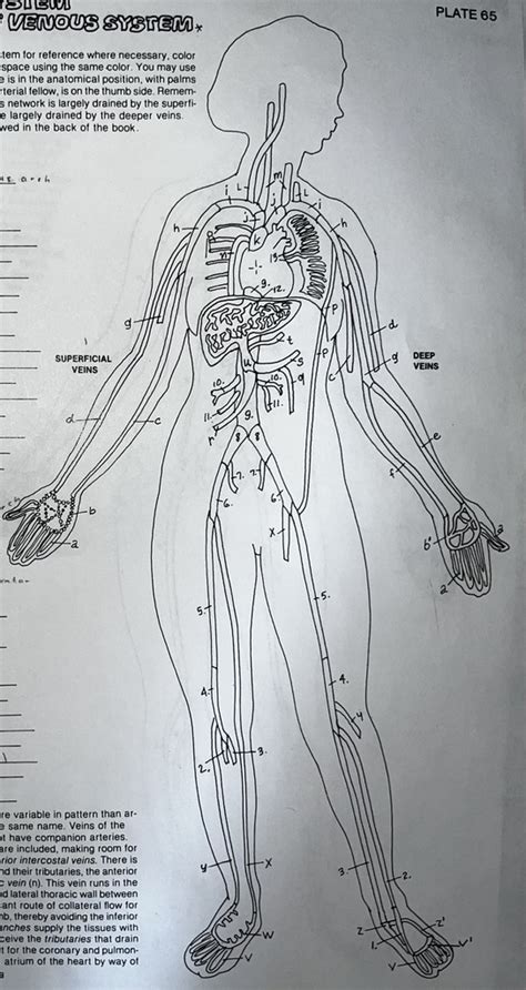 Vein Diagram Anatomy Diagram Quizlet