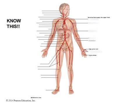 A P Lab Quiz Arteries Diagram Quizlet