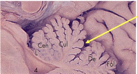 Neuro Cerebellum Flashcards Quizlet