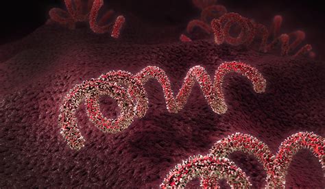 Syphilis What It Is Risk Factors Stages Diagnosis And Treatment