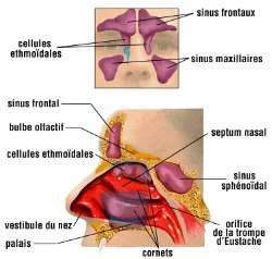 Corps étranger dans le nez symptômes traitement définition