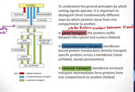 Lecture 20 21 Protein Sorting I Intracellular Translocation