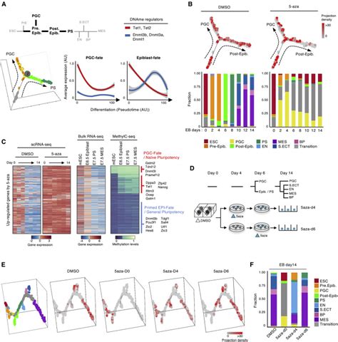 Parallel Single Cell RNA Seq And Genetic Recording Reveals Lineage