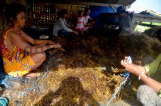 Petani Rumput Laut Di Bantaeng DATATEMPO