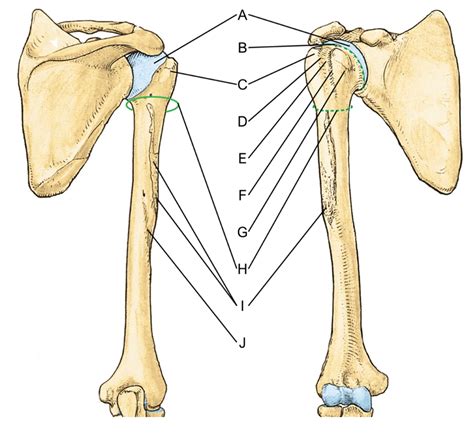 Glenohumeral Joint Bone Markings Diagram Quizlet