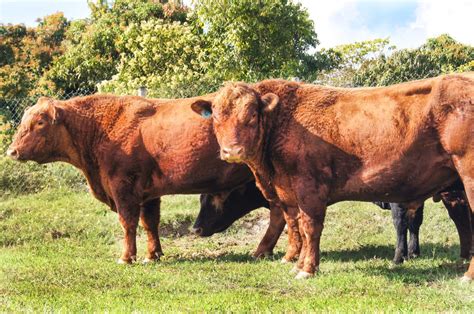 Ganado Angus Del Corral