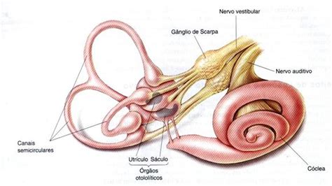 Sistema Auditivo Anatomia Função e Curiosidades Resumo