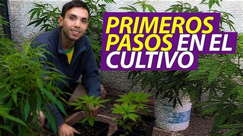 Guía de Cultivo Marihuana en Exterior I Primeros pasos YouTube