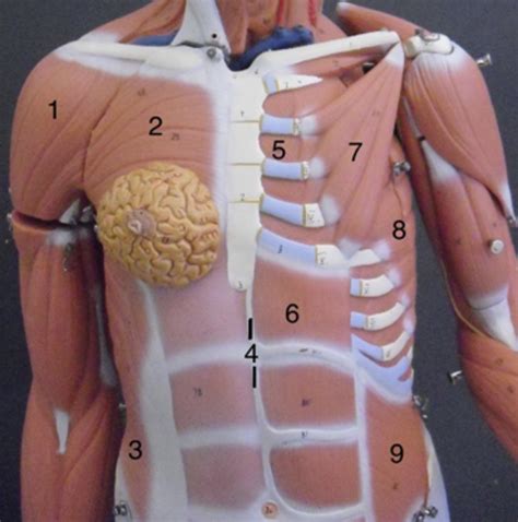 Muscles Of The Chest And Abdomen Diagram Quizlet