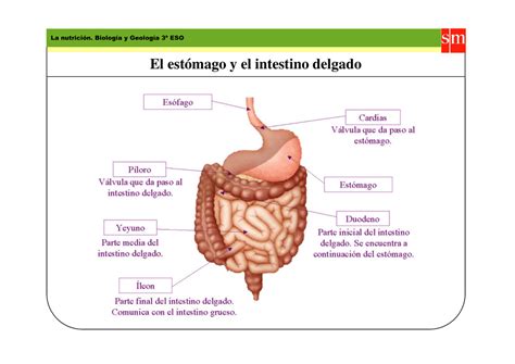Que Es El Intestino Delgado