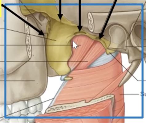The Infratemporal Fossa Tmj Anatomy And Function Pre Session