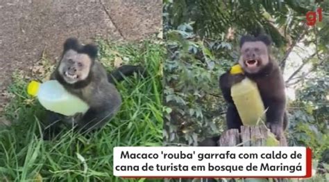 VÍDEO macaco rouba caldo de cana de cliente em frente de bosque em