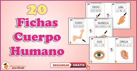 Fichas Sobre El Cuerpo Humano C