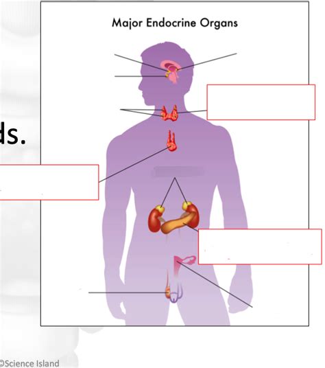 Endocrine System Labeling Diagram Quizlet
