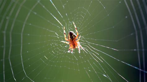 Fascinating Facts About Spider Webs
