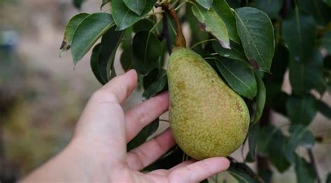 How To Plant Grow And Care For Pear Trees Epic Gardening