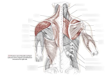 Posterior Shoulder And Arm Diagram Quizlet
