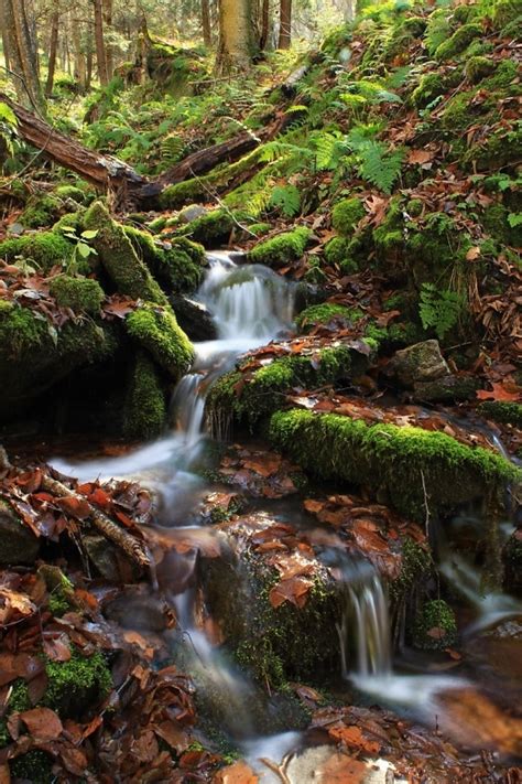 Free Picture Waterfall Water Stream Forest Moss Ecology River
