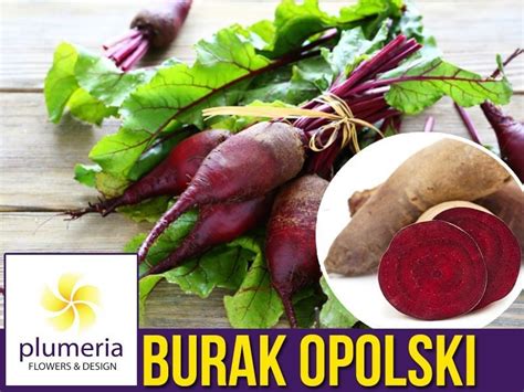 Burak ćwikłowy Opolski Nasiona XL 100g Niska Cena Plumeria pl