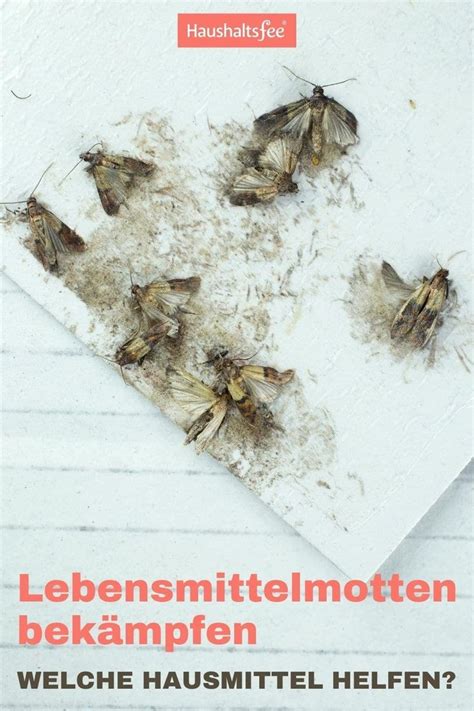 Welche Hausmittel Helfen Gegen Lebensmittelmotten Lebensmittelmotten
