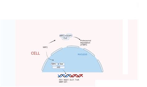 The Regulation Of Nrf By Keap And The Mechanism Of Nrf In The Cell