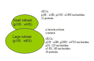 Phylogeny Of Bacteria And Archaea Based On 16S RRNA Genes