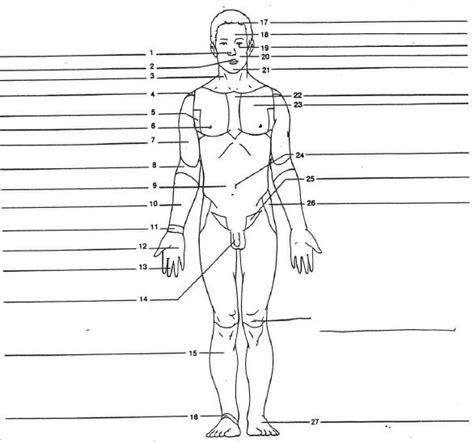 Upper Body Anatomy