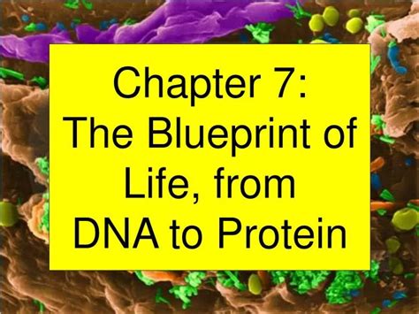 Ppt Chapter The Blueprint Of Life From Dna To Protein Powerpoint
