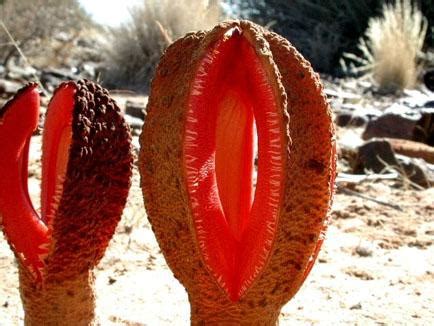 Las plantas más raras del mundo y sus nombres lista con fotos