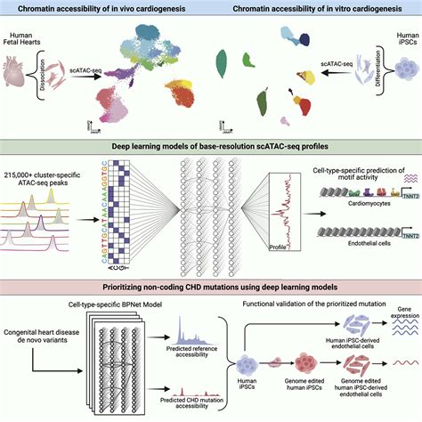 Integrative Single Cell Analysis Of Cardiogenesis Identifies