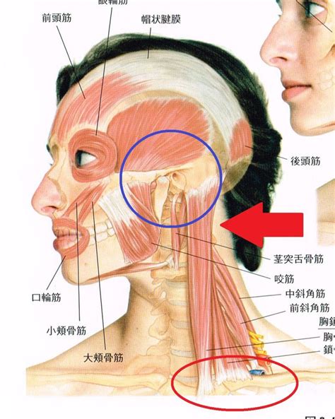 耳から全身はつながってる～ ｜浜松・豊橋・湖西 あなたの自由な未来を広げるお手伝い♪お気楽ケアをお伝えする堀アキのブログ 顔ヨガ 健康 体 ツボ