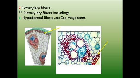 Sclerenchyma Cells Labeled