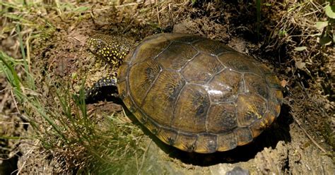 Suivi Dune Population De Cistude DEurope Emys Orbicularis Sur Le