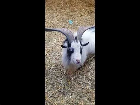 Biggest Goat Horns In The World Youtube