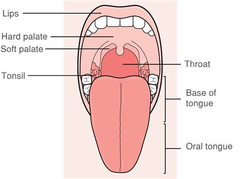 Diagram Of The Oral Cavity Telegraph